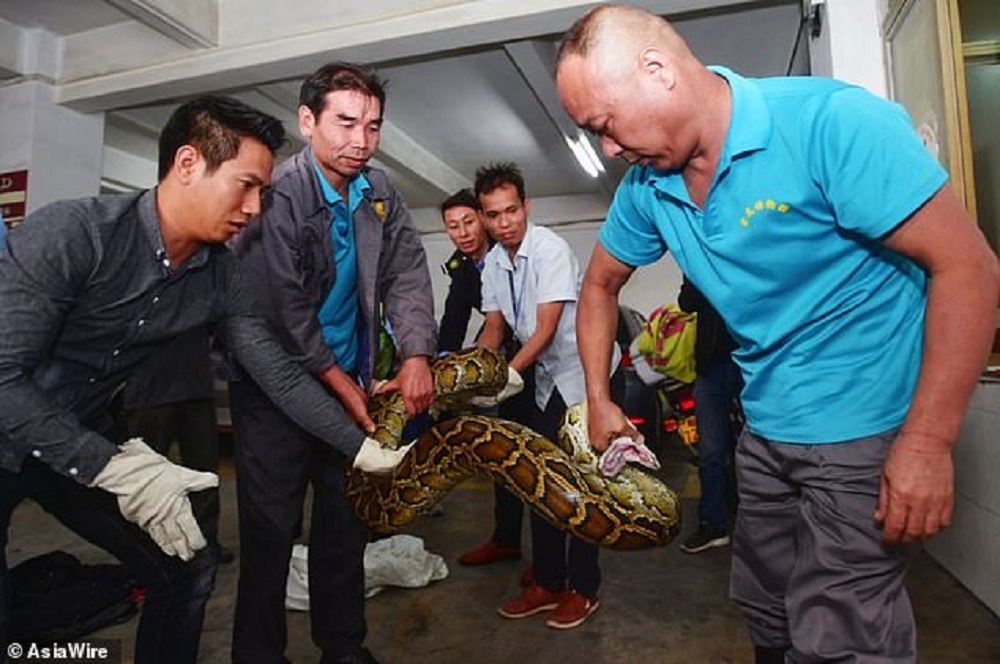Forty-Pound Python Crashes Through A Spa Parlour’s Ceiling After ...